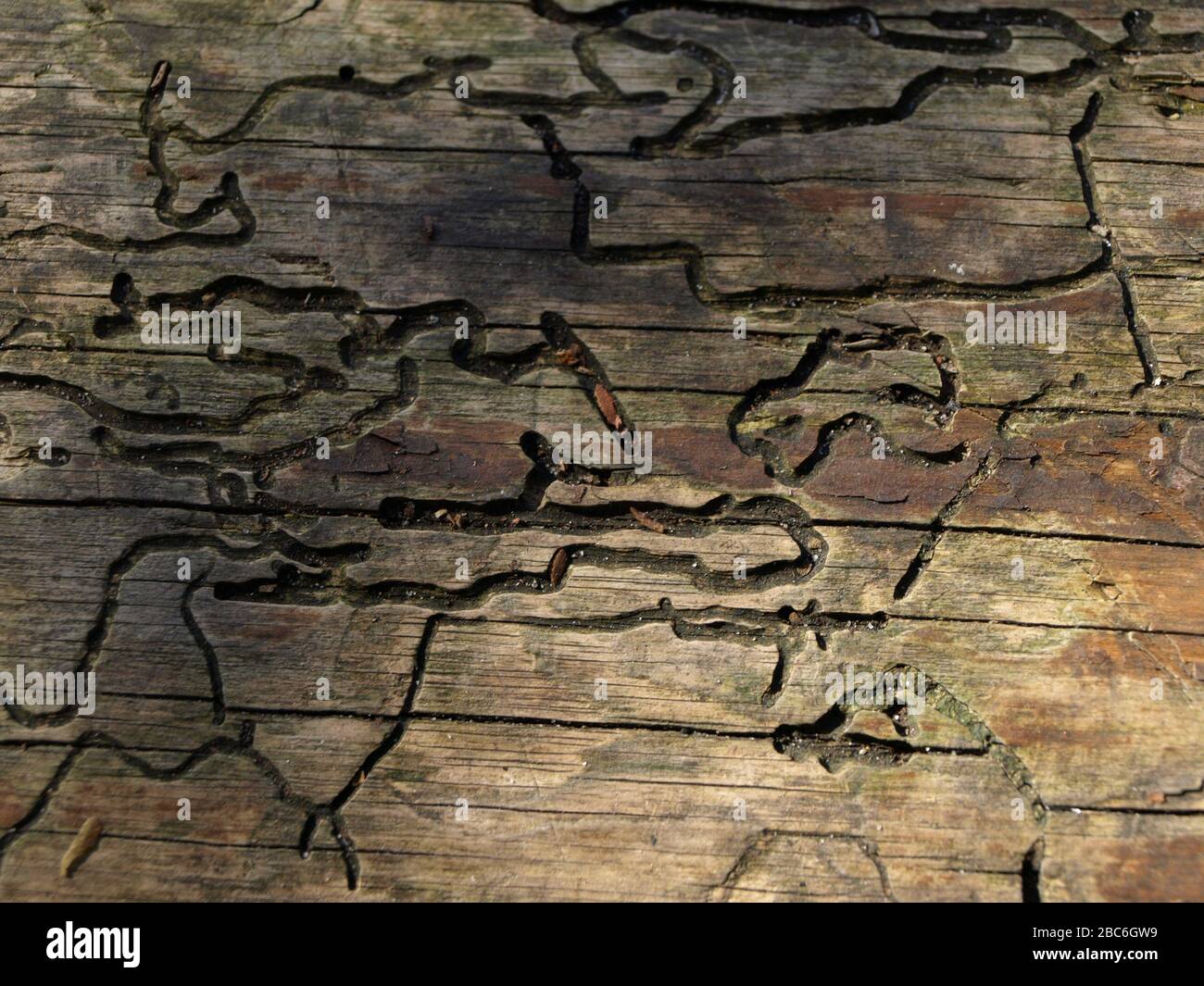 abstract picture with insect-carved texture, large wooden log Stock ...