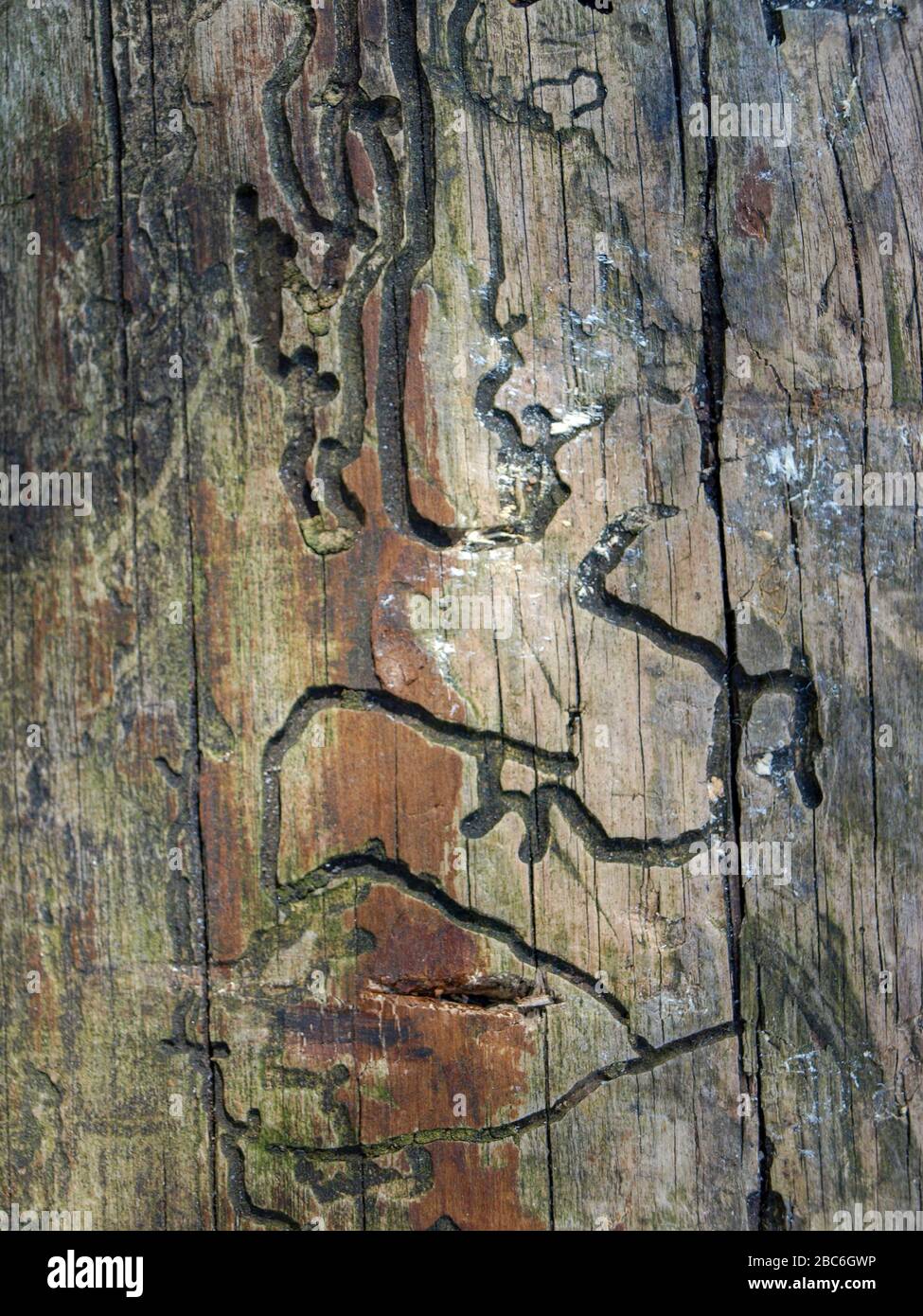 abstract picture with insect-carved texture, large wooden log Stock ...