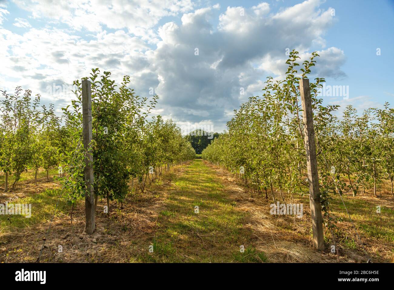 Young orchard in autumn hi-res stock photography and images - Alamy