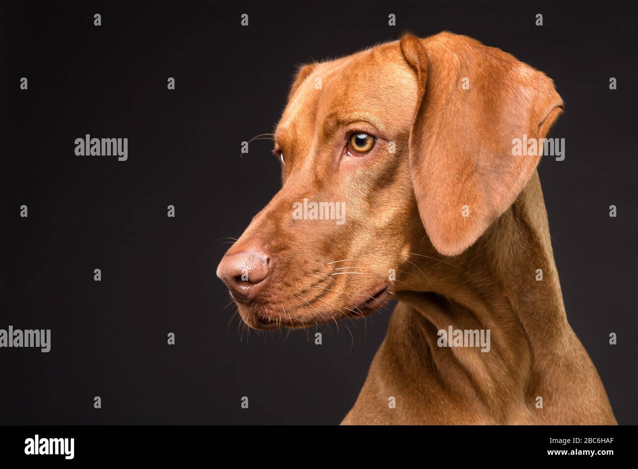 Cute and handsome dog Stock Photo - Alamy