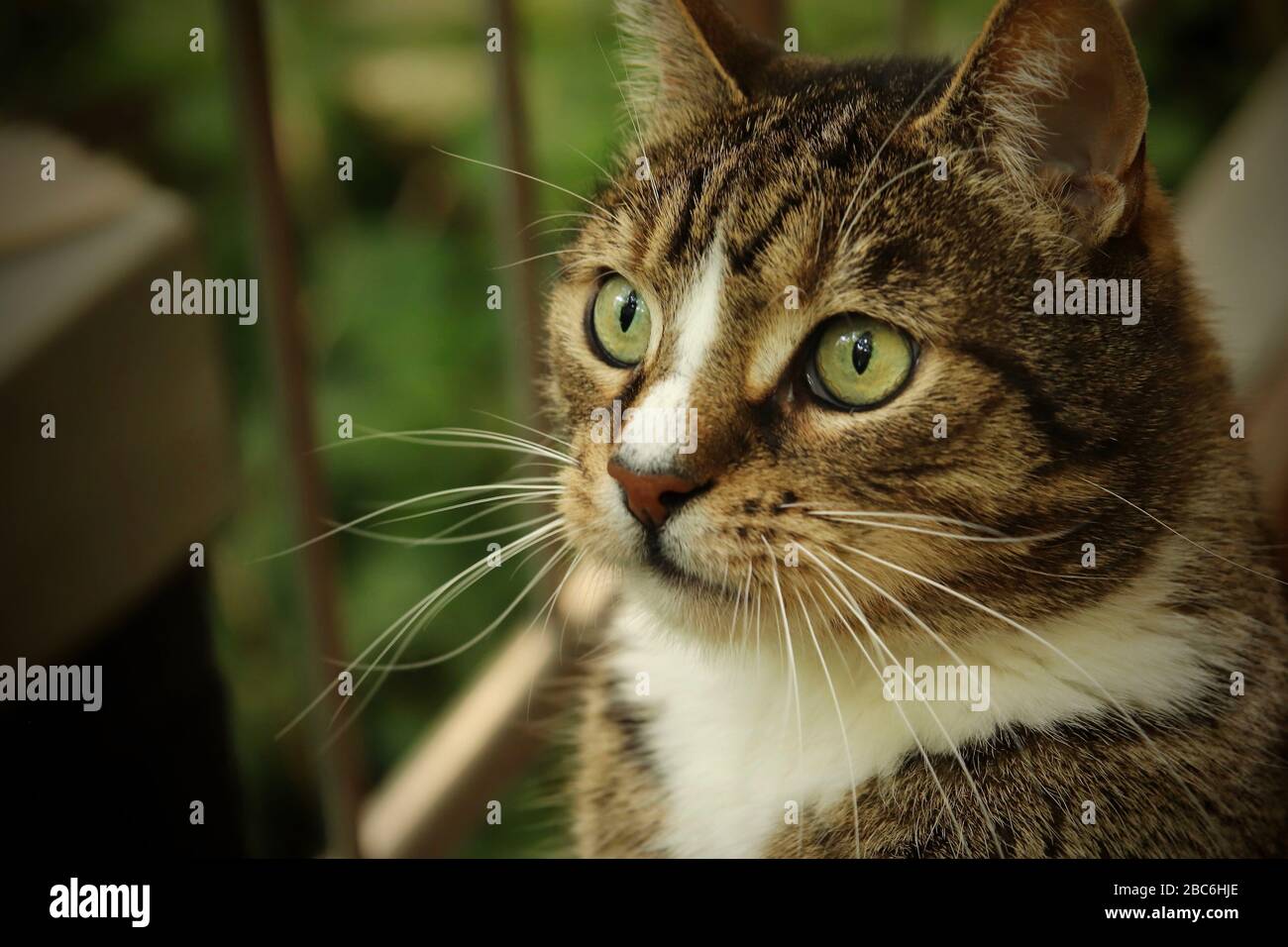 The cat lives a nice life Stock Photo - Alamy