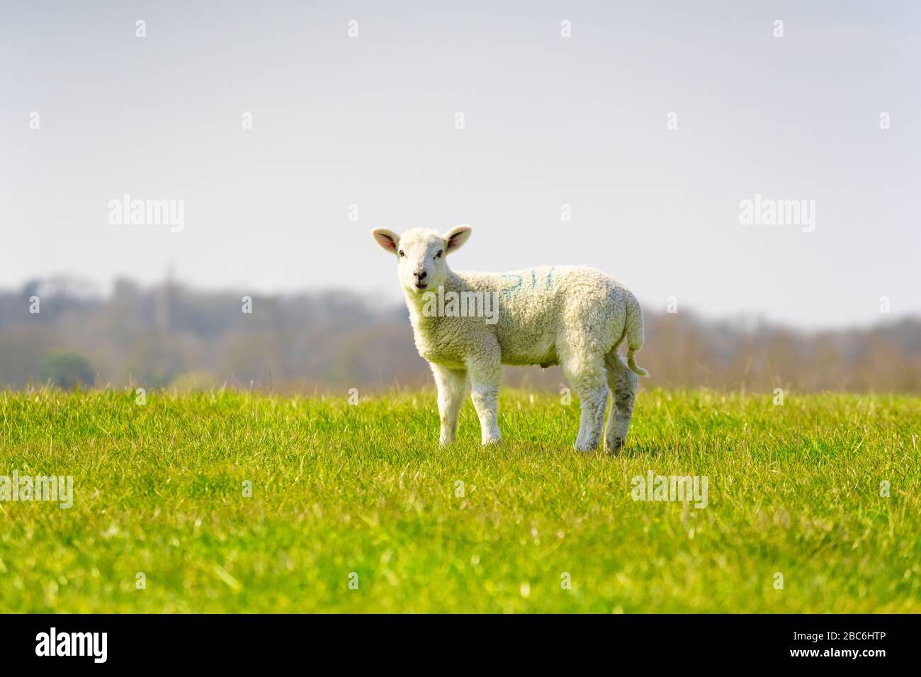 Sheep field background hi-res stock photography and images - Alamy