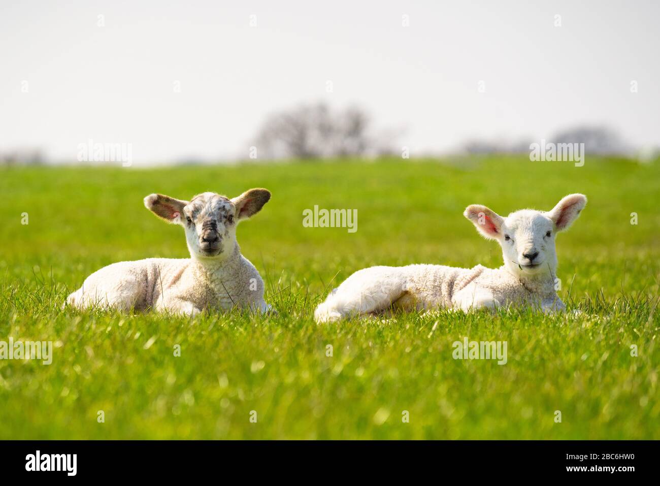 Sheep and lambs looking at camera hi-res stock photography and images ...