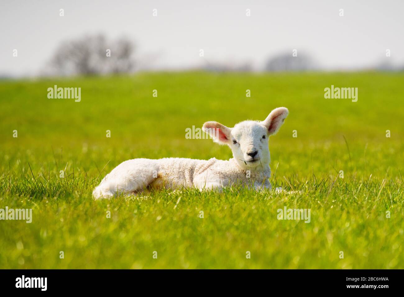 Sheep field background hi-res stock photography and images - Alamy