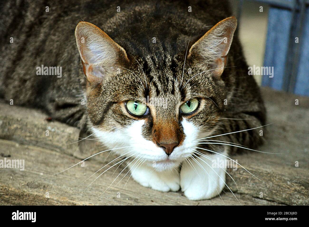 Funny cat memes hi-res stock photography and images - Alamy