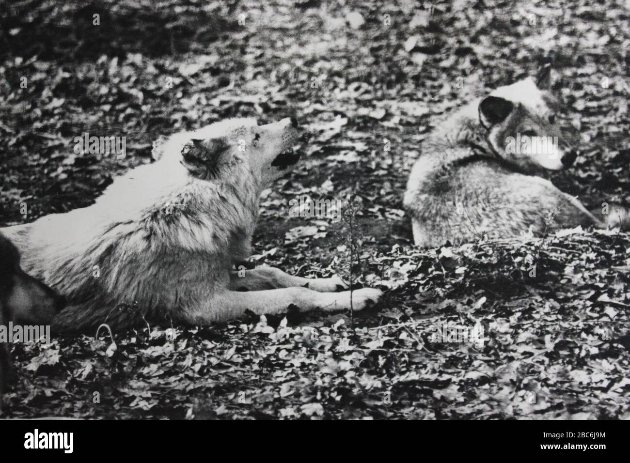 Wolf howling on white hi-res stock photography and images - Alamy