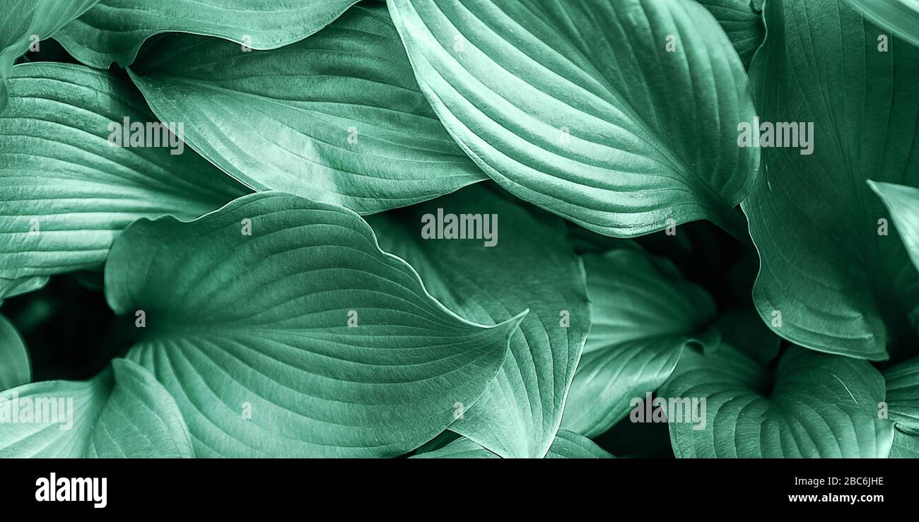 Flat lay Leaves background painted in neo mint color Stock Photo - Alamy