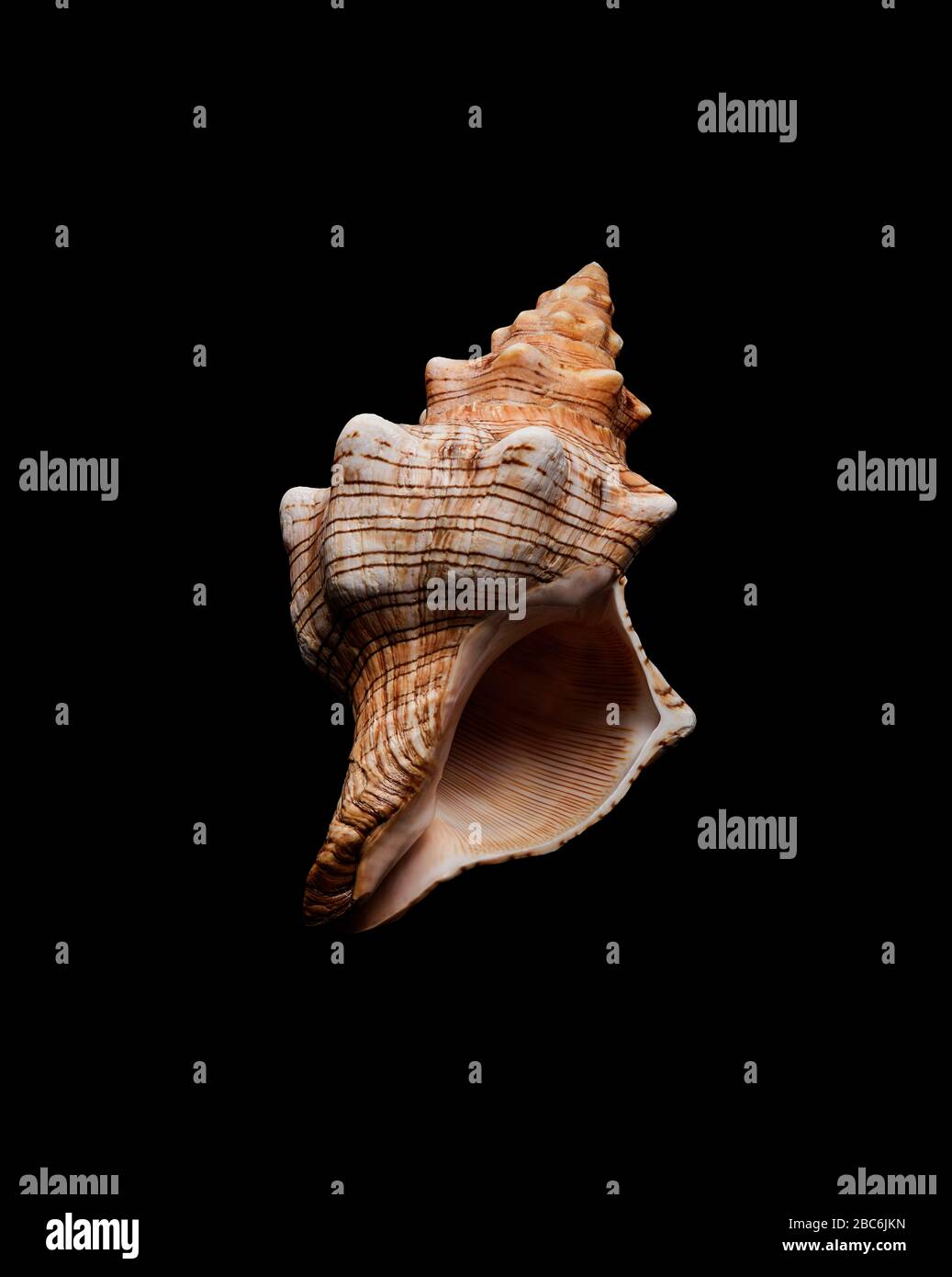 Orange seashell hi-res stock photography and images - Alamy