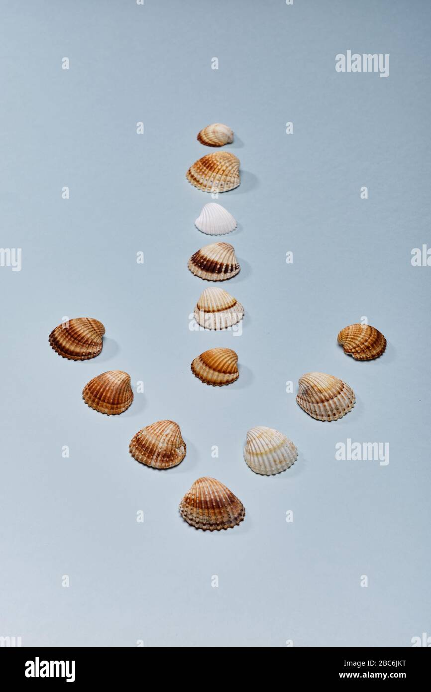 Mix of seashells set up in arrow shape on blue paper background Stock ...