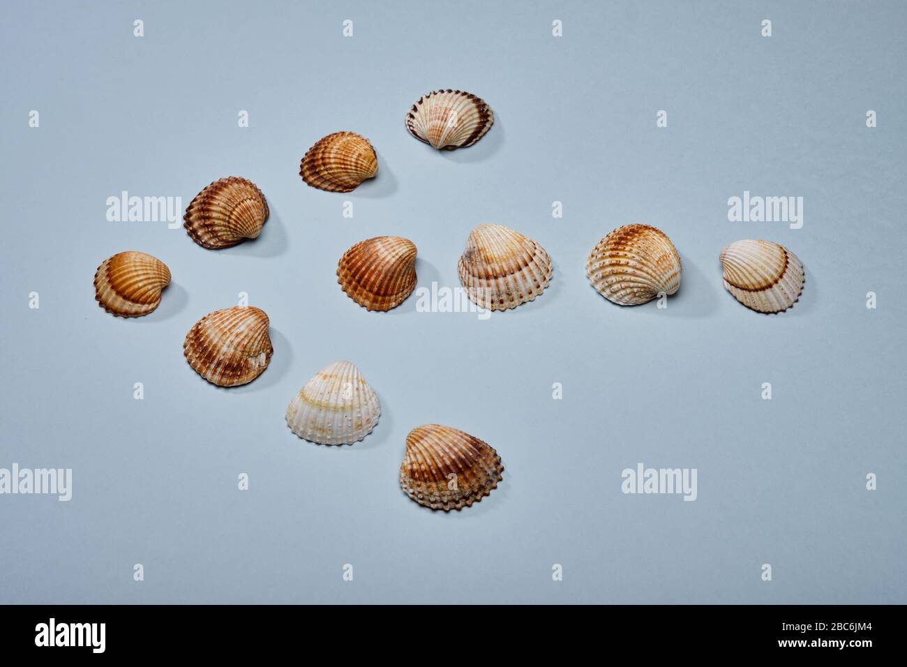 Mix of seashells set up in arrow shape on blue paper background Stock ...