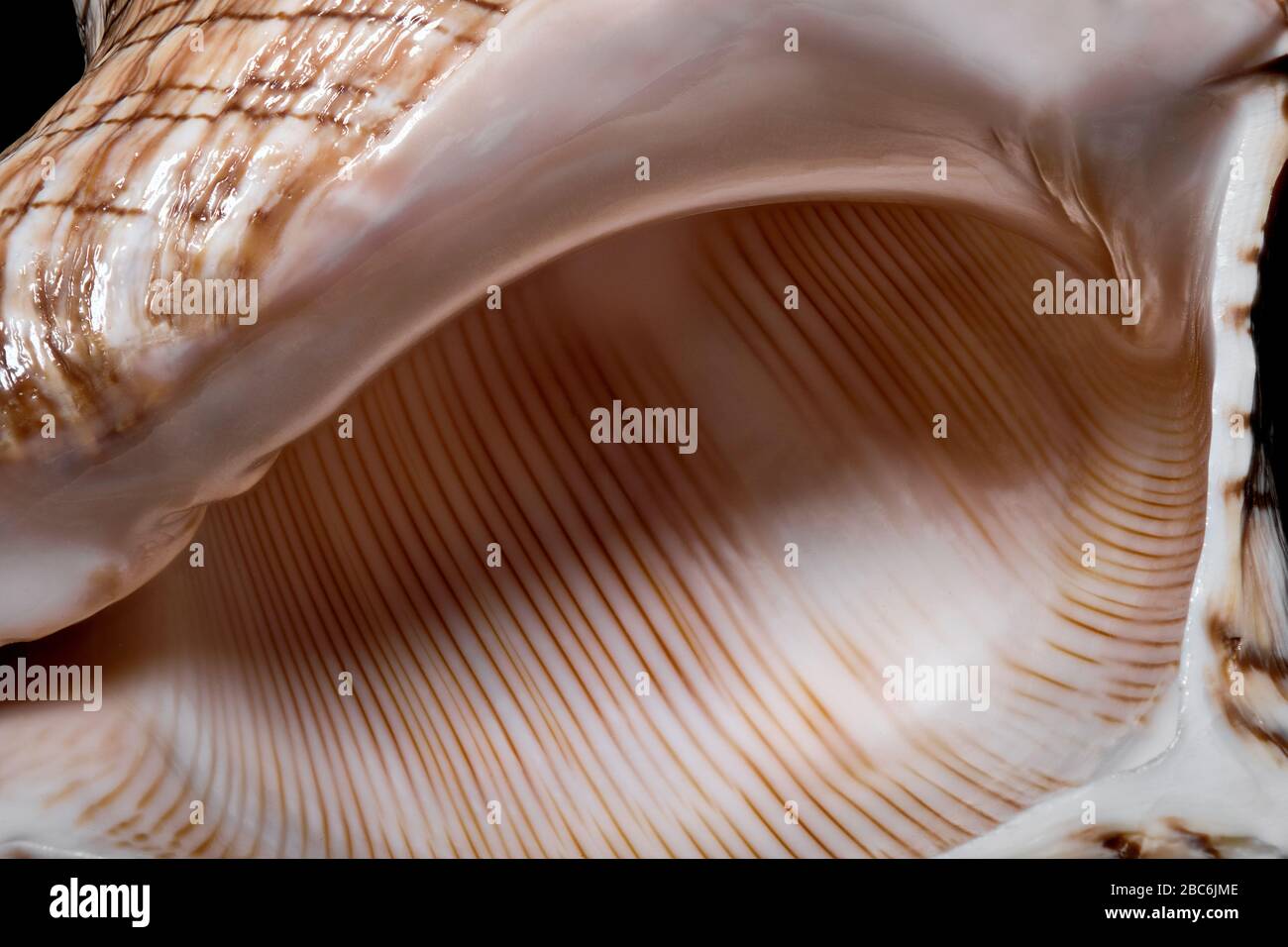 Seashell gathering hi-res stock photography and images - Alamy