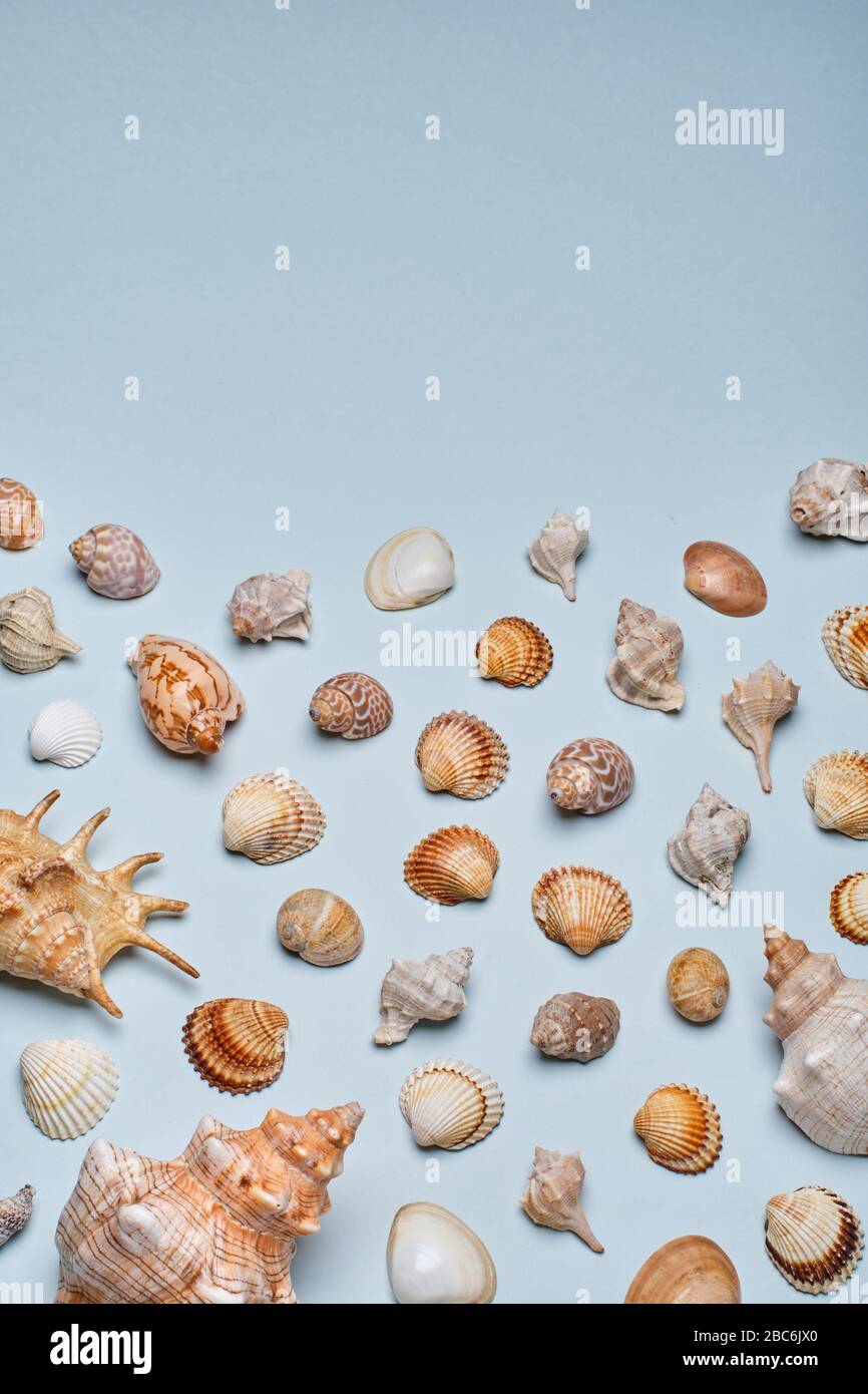 Gathering seashells hi-res stock photography and images - Alamy