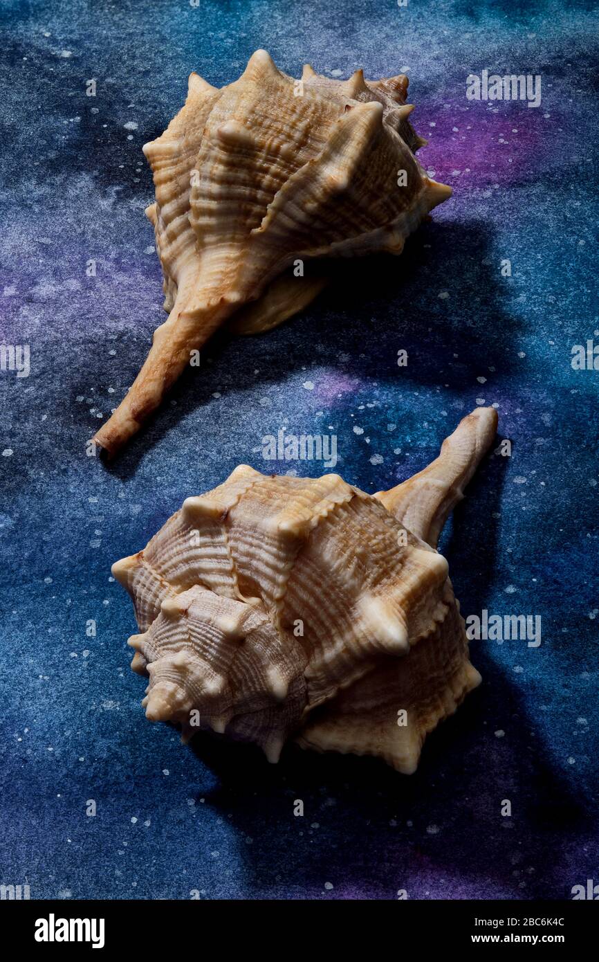 Painted seashells hi-res stock photography and images - Alamy