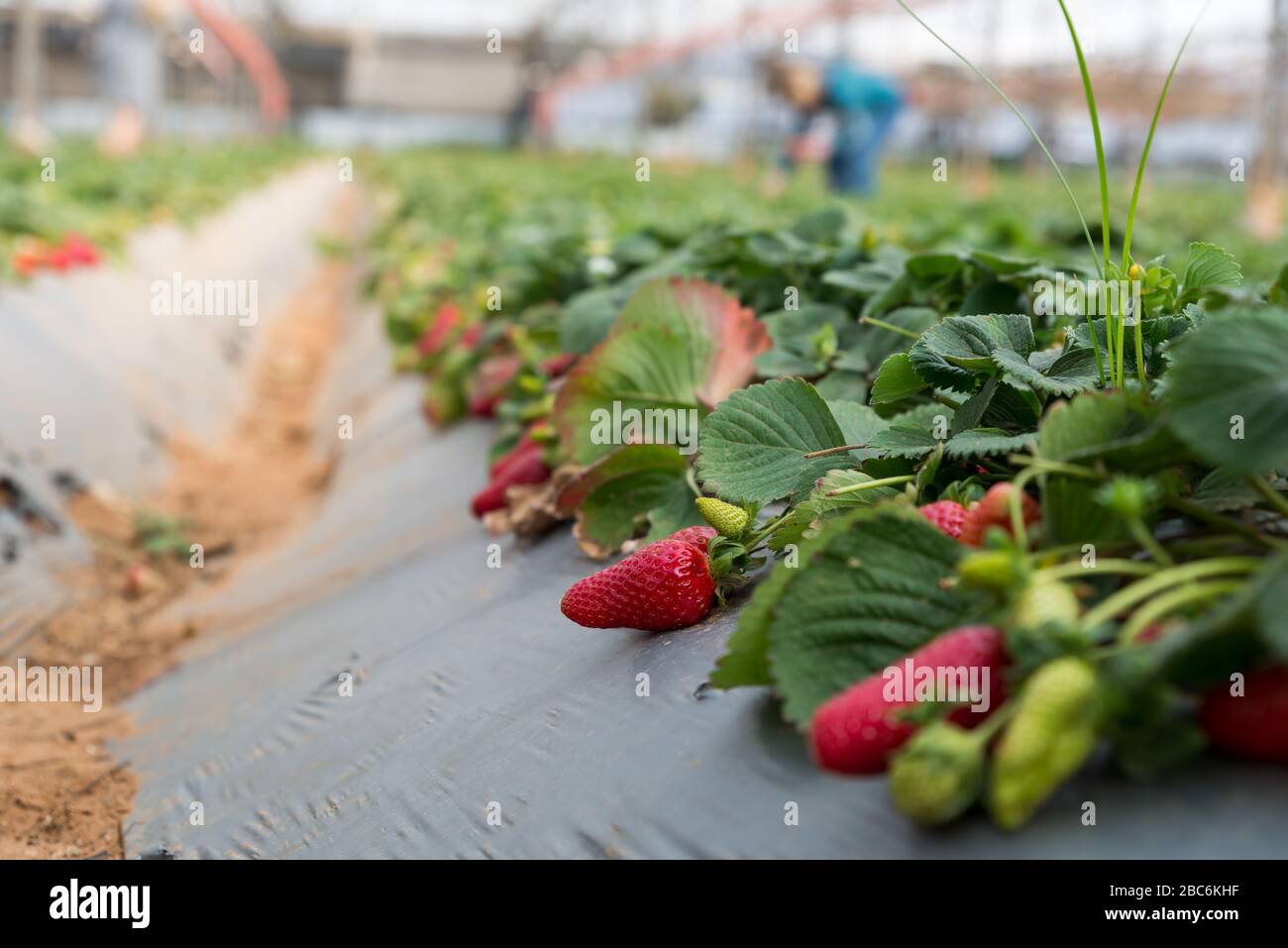 The strawberry and the flower - self picking in Israel Stock Photo - Alamy