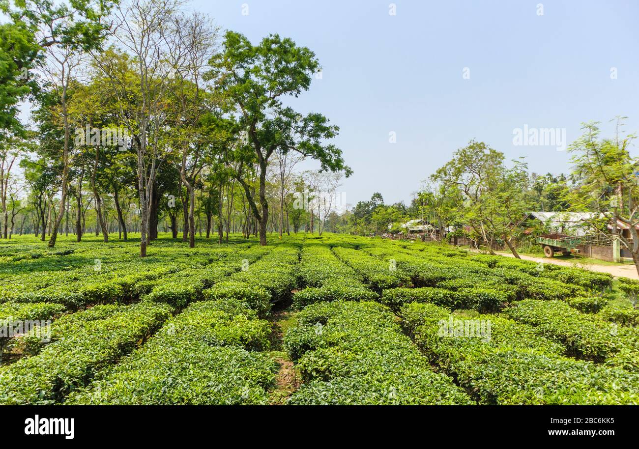 Tea Production High Resolution Stock Photography and Images - Alamy