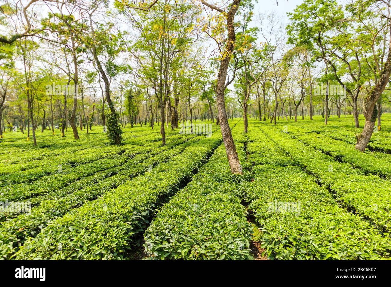 Assam tea estates hi-res stock photography and images - Alamy