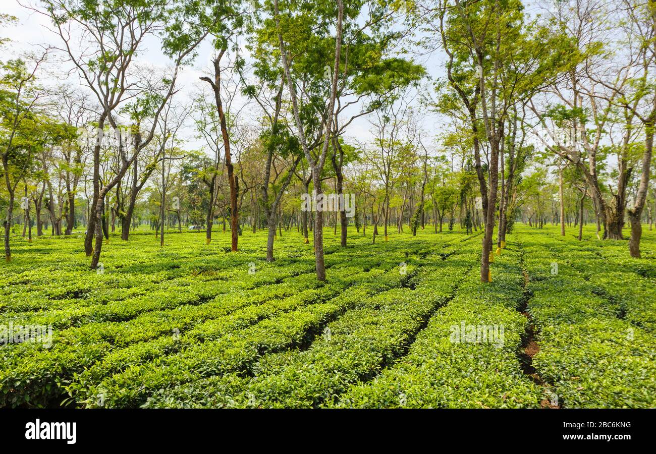 Neat rows of tea bushes growing at a large tea plantation near ...