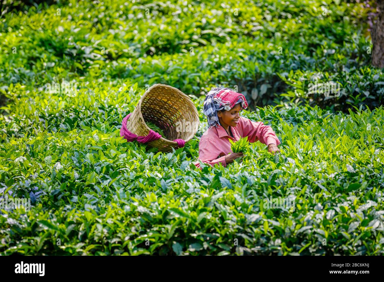 Smiling local young woman working at a tea plantation with a wicker ...