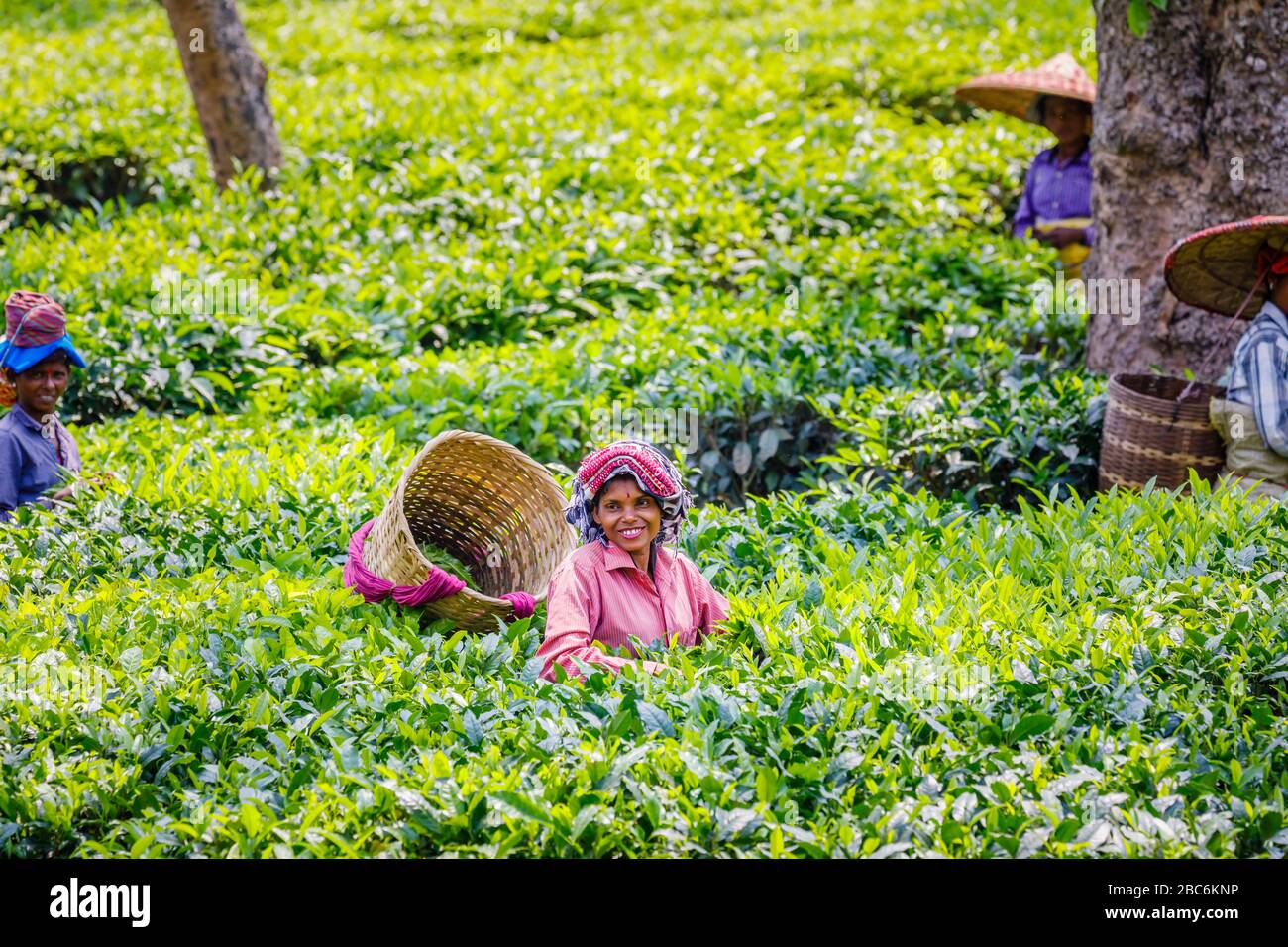 Smiling local young woman working at a tea plantation with a wicker ...