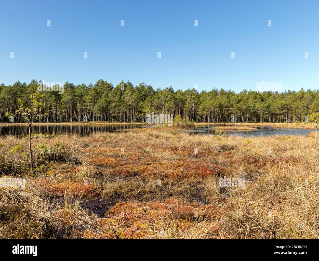 bog lake landscape, bog grass texture in the foreground, sunny spring ...