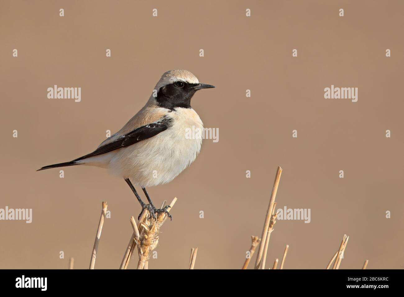 Desert wheatear hi-res stock photography and images - Alamy
