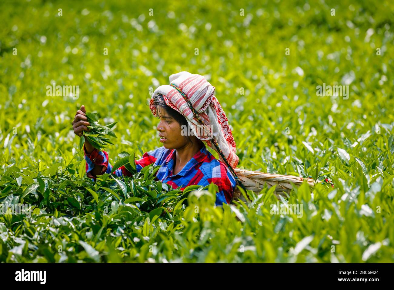 Assam tea picker hi-res stock photography and images - Alamy