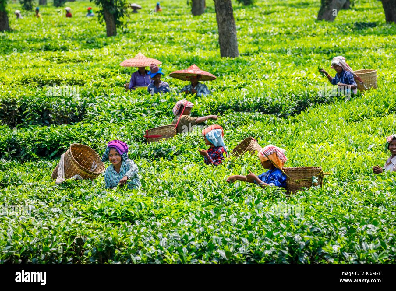Many colourful local women busy working as pickers at a tea plantation ...