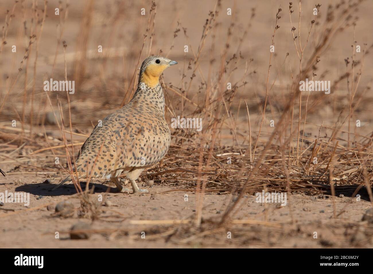 Spotted sandgrouse pterocles senegallus hi-res stock photography and ...