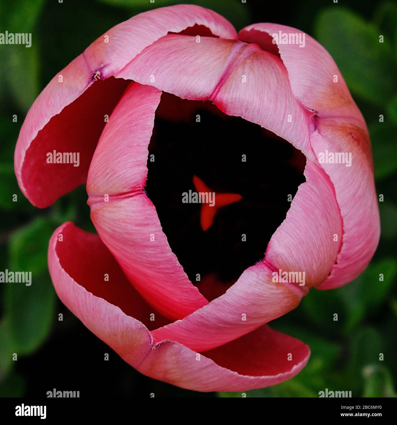 Three lobes hi-res stock photography and images - Alamy