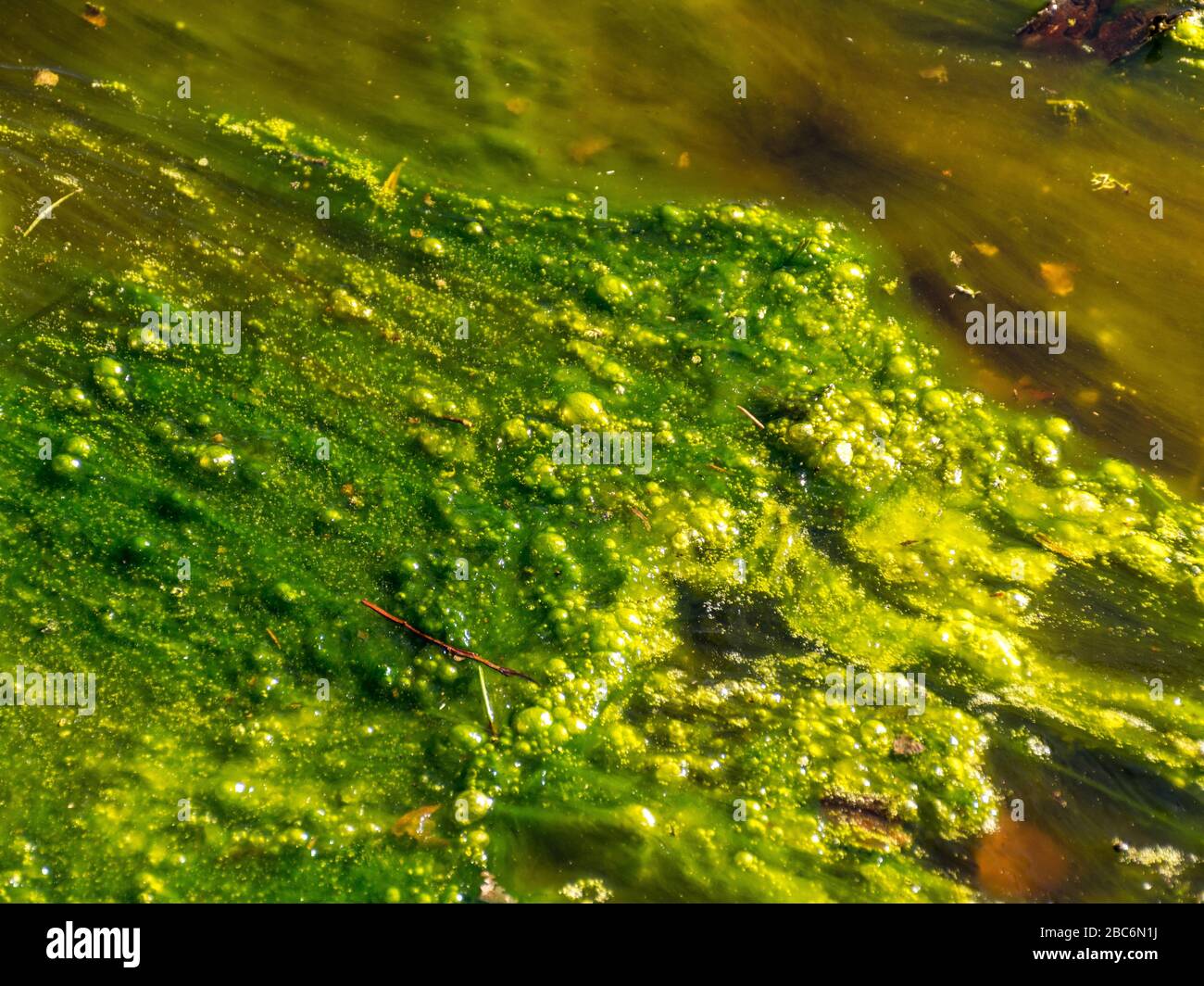 abstract picture with bright green aquatic plants in a bog, beautiful ...