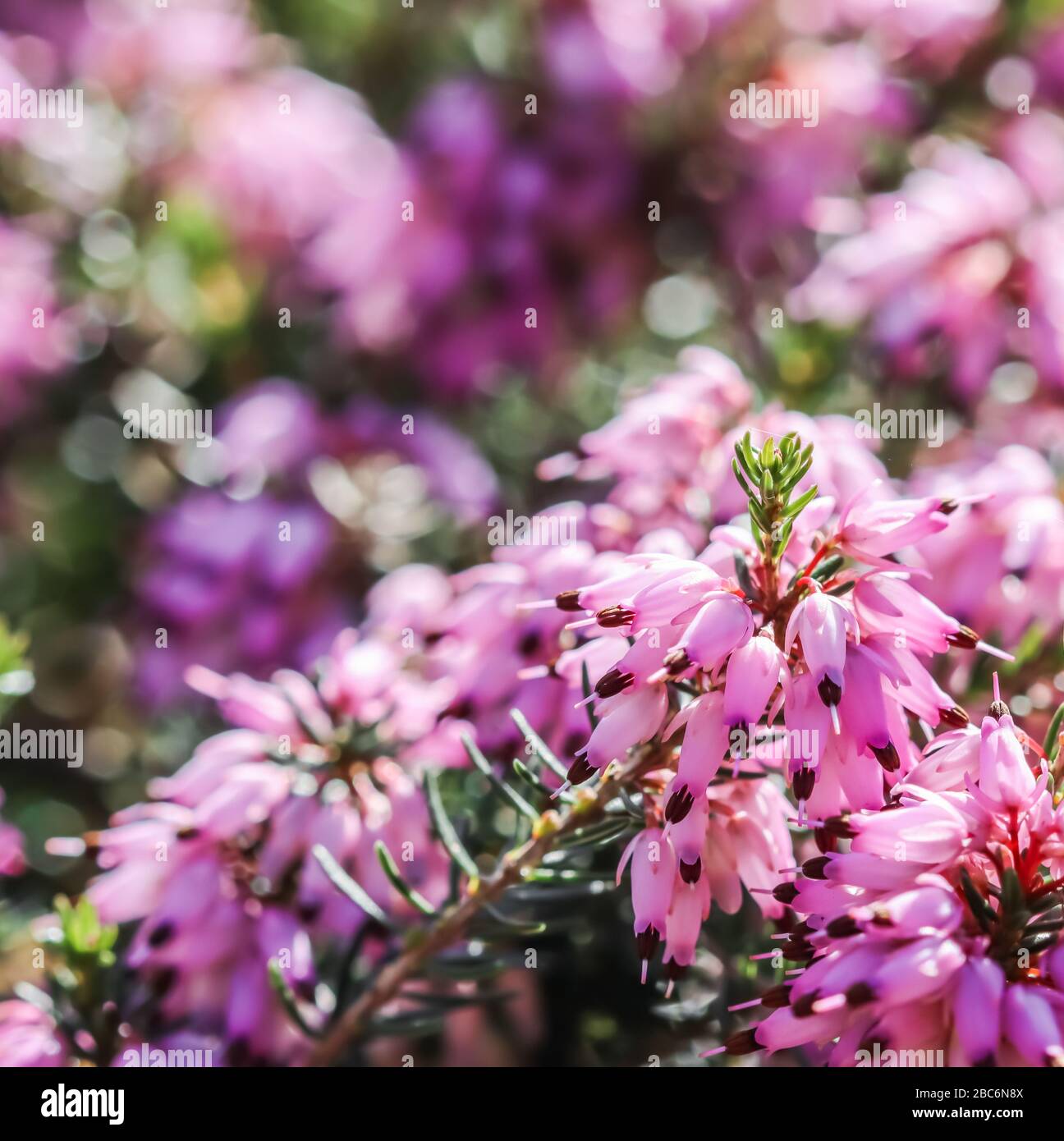Pink Erica carnea flowers (winter Heath) in the garden in early spring ...