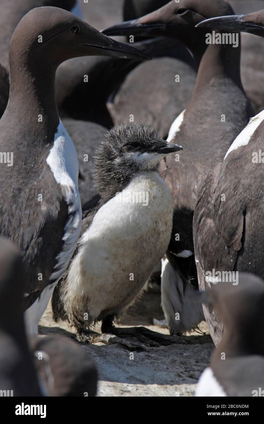 Murre nest babies hi-res stock photography and images - Alamy