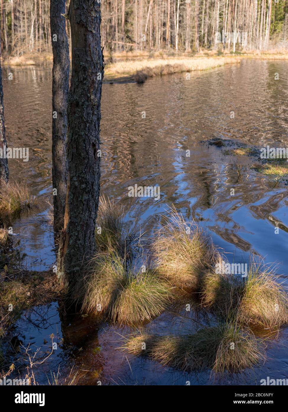 bog lake landscape, bog grass texture in the foreground, sunny spring ...