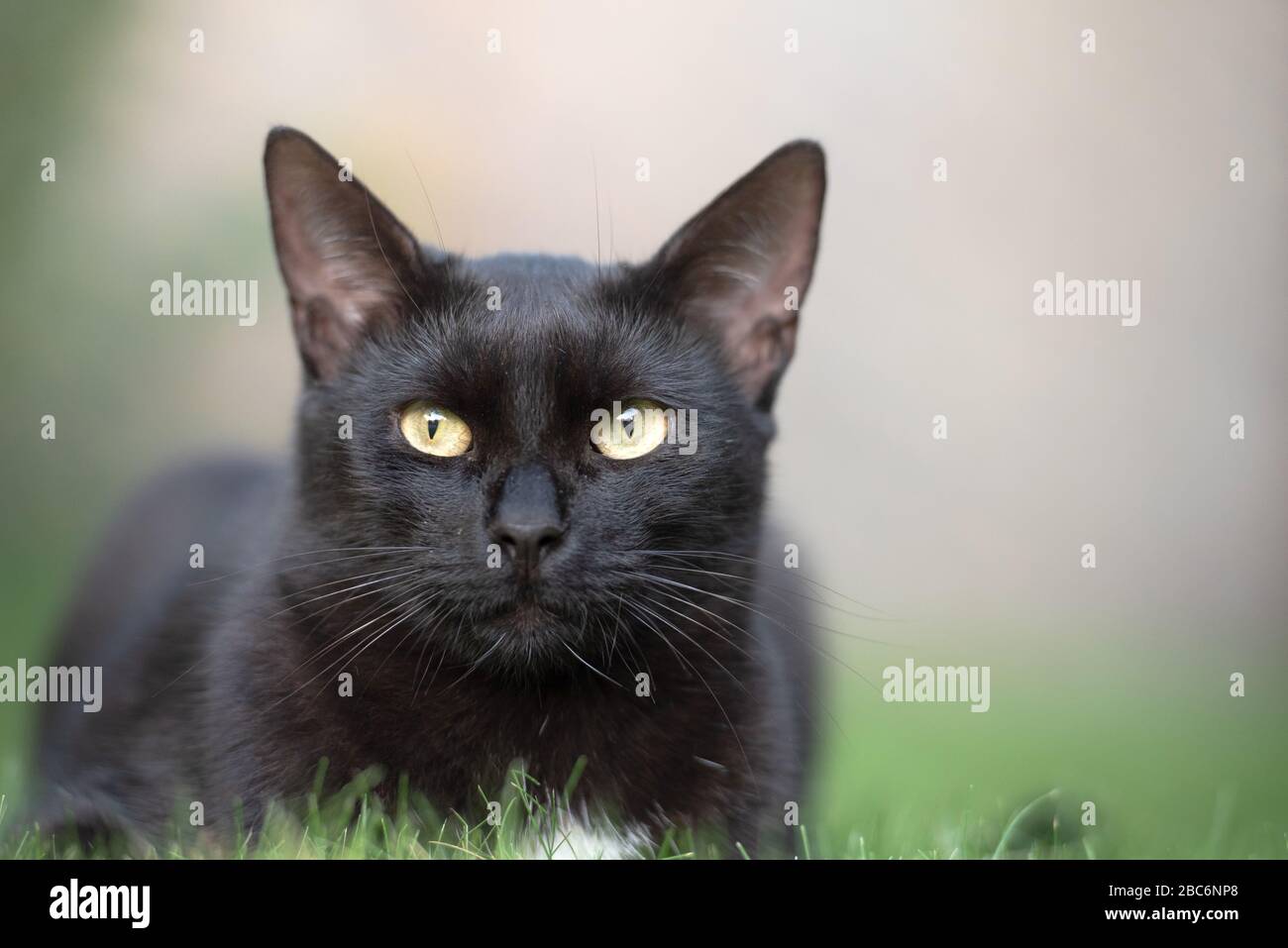 Funny cat memes hi-res stock photography and images - Alamy
