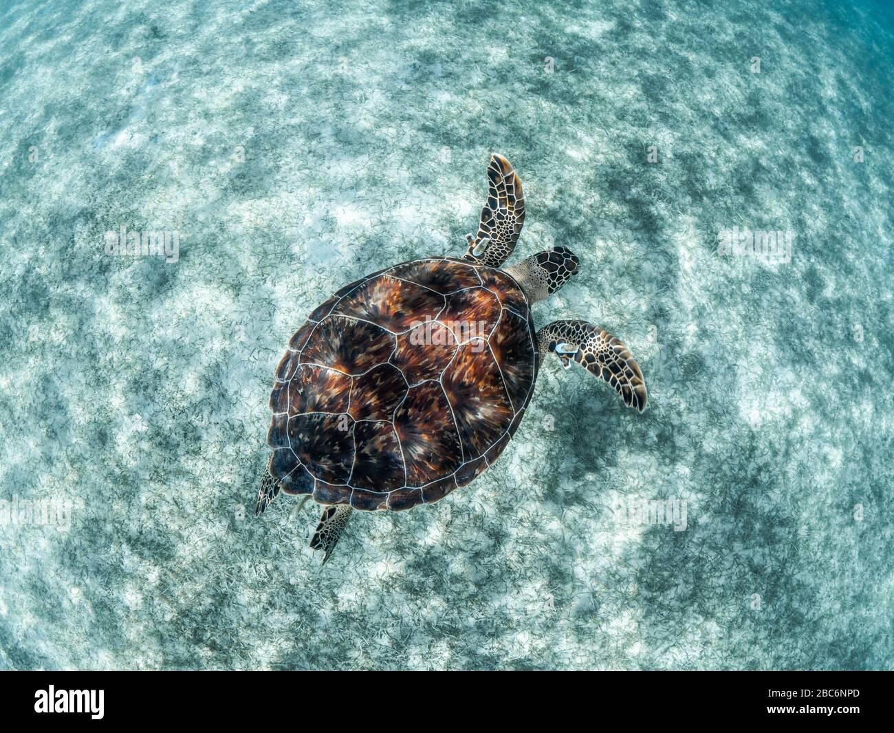 Green sea turtle swimming over the sand. Puerto Rico Stock Photo - Alamy