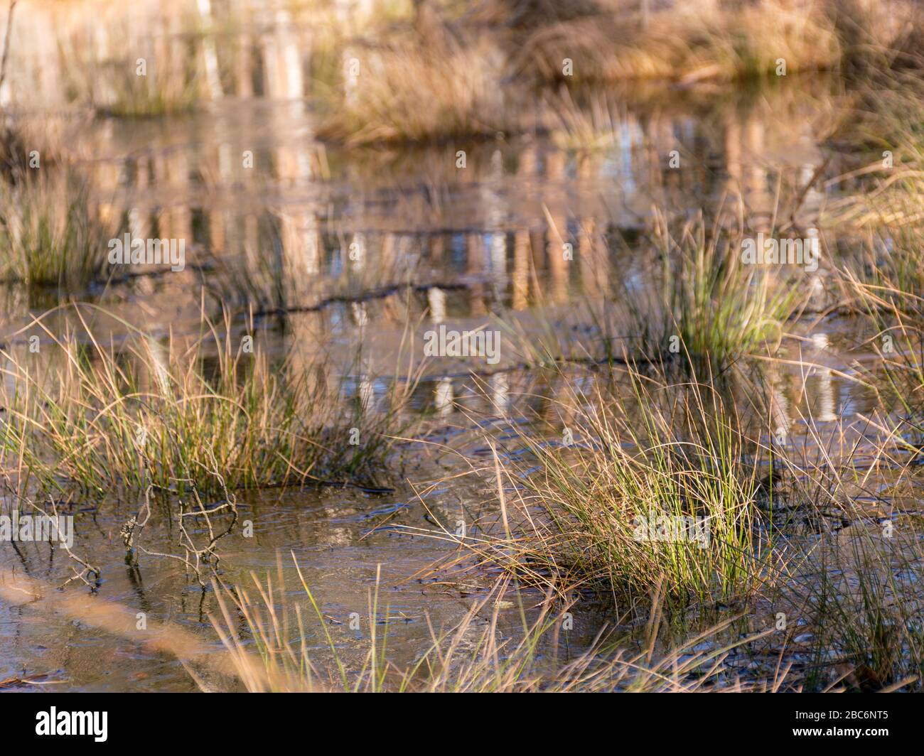 swamp grass texture, abstract background image Stock Photo - Alamy