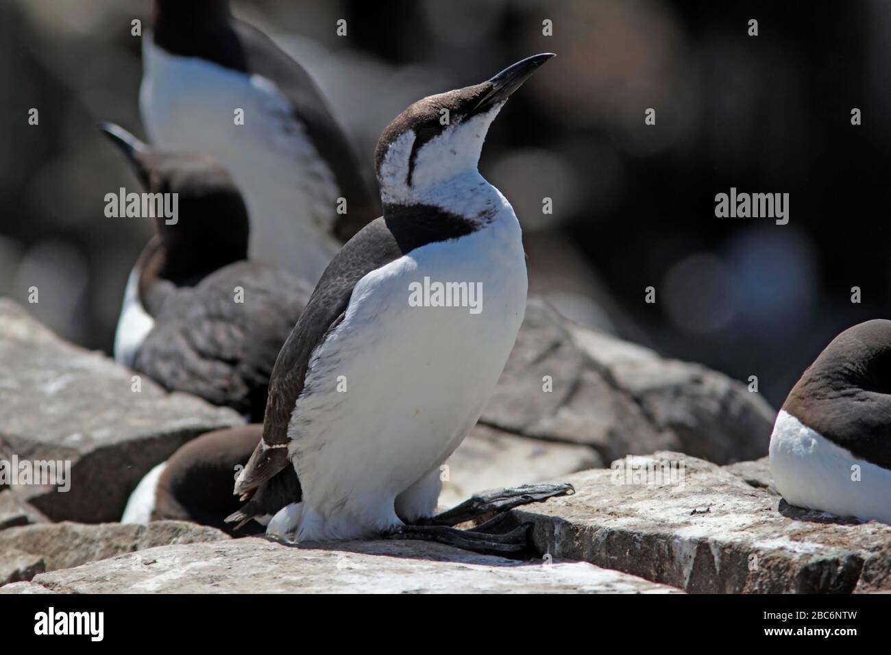 Non breeding birds hi-res stock photography and images - Alamy