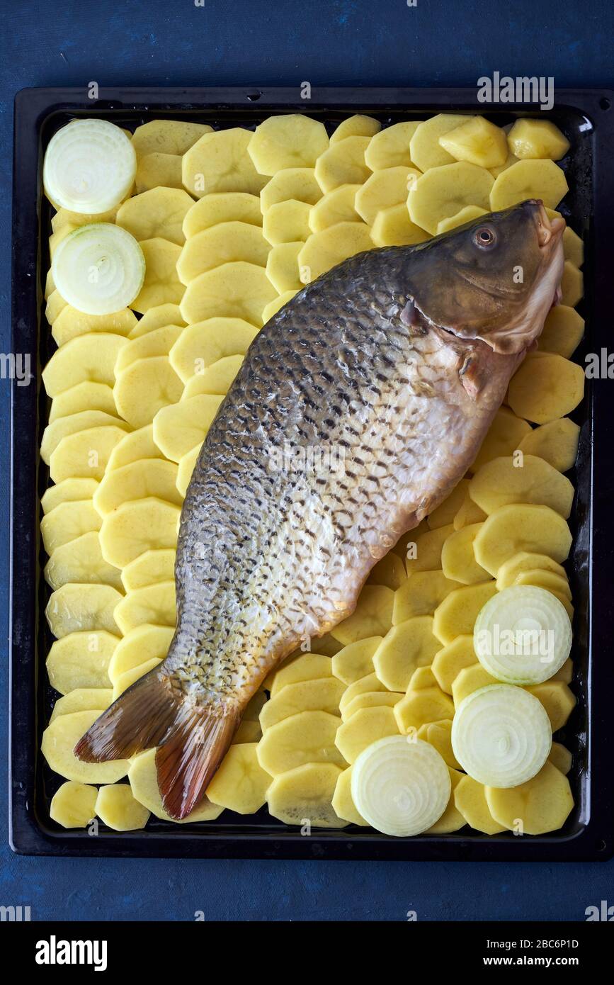 Raw carp, whole fish with sliced potatoes on tray on blue background ...