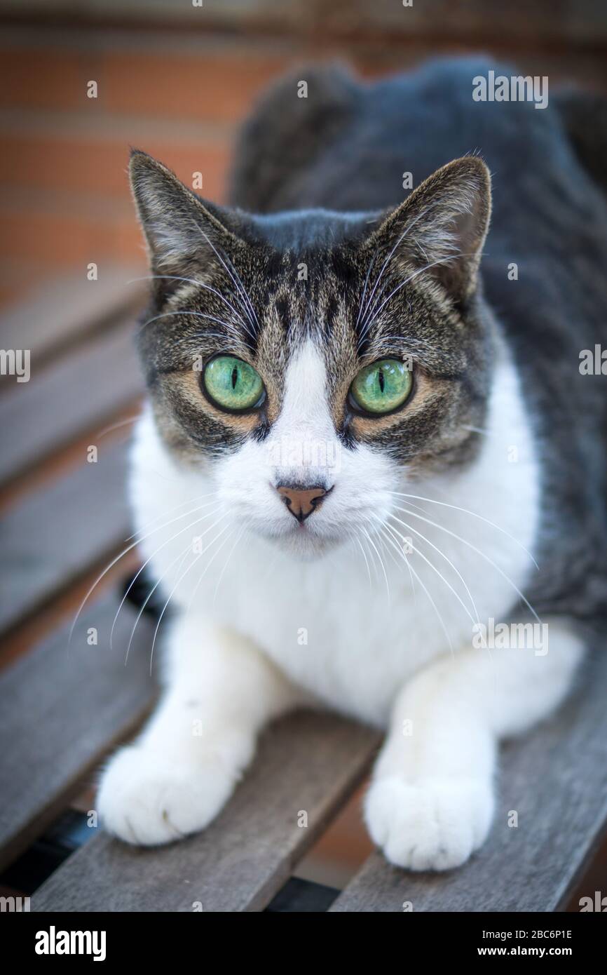 The cat lives a nice life Stock Photo - Alamy