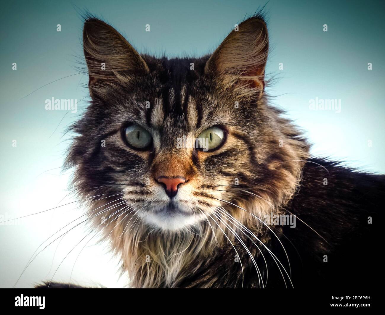 Funny cat memes hi-res stock photography and images - Alamy