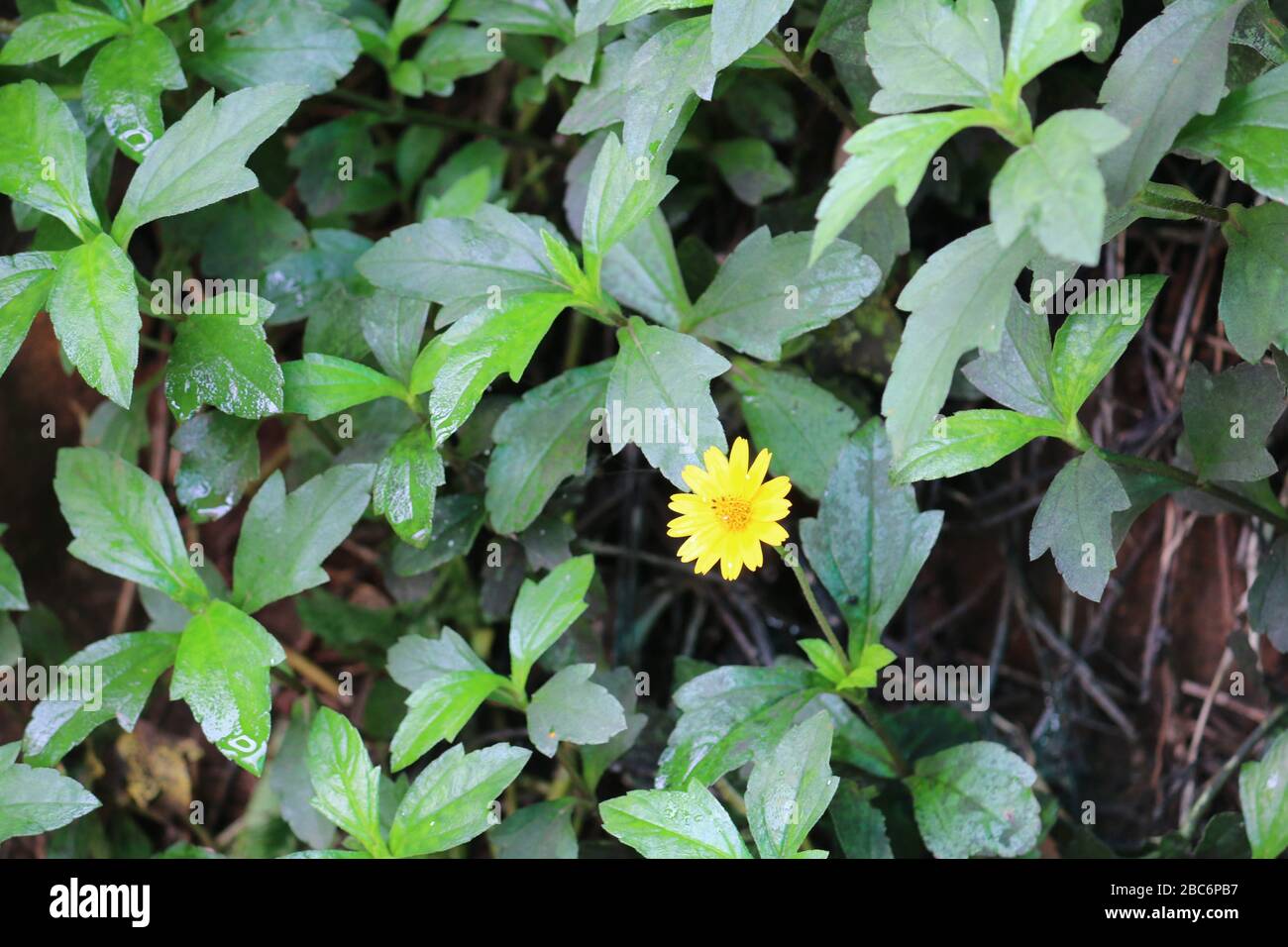 Wedelia flower with green leaves Stock Photo - Alamy