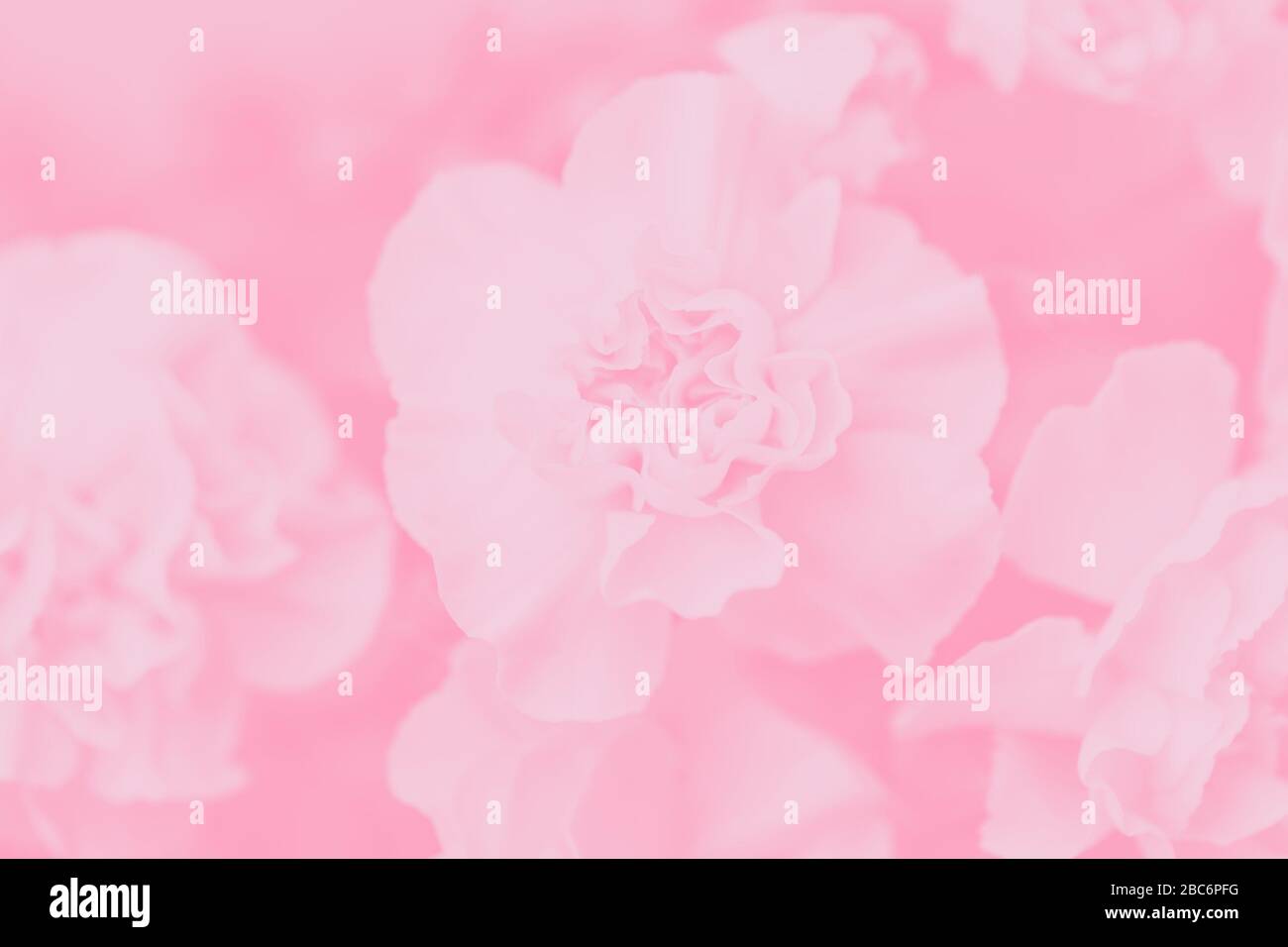 Pale pink abstract background. Floral gradient background, delicate ...