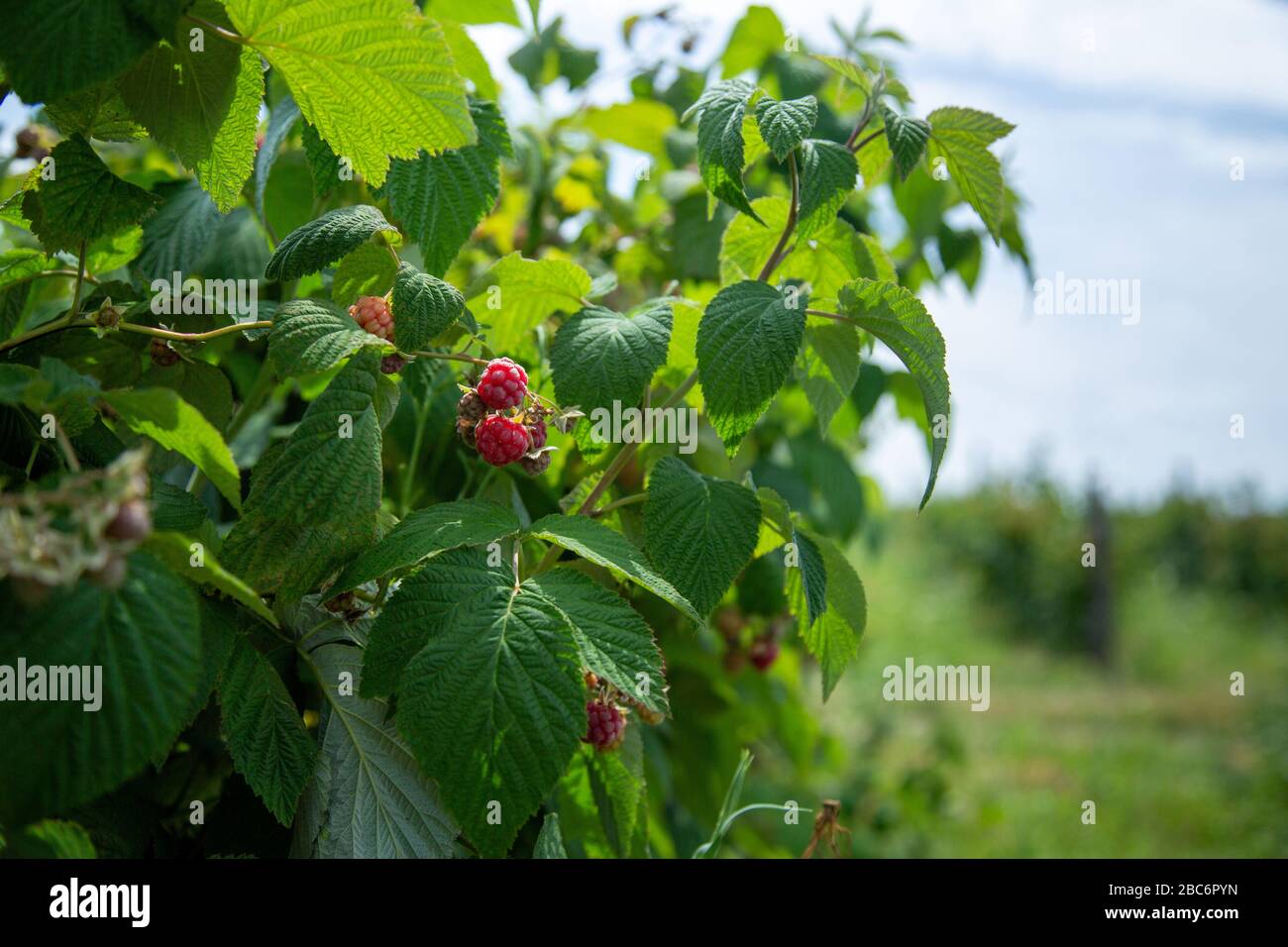 Bushes of ripe raspberries. Harvest natural organic berries Stock Photo ...