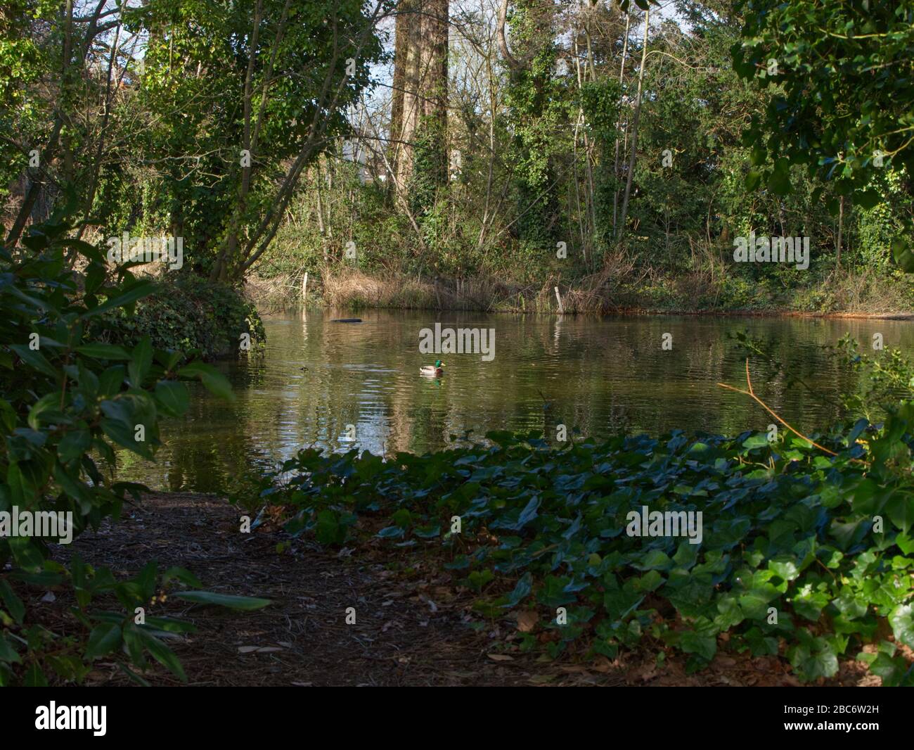Mary Forsdyke Garden & Michael O'Brien Lakeside Walk, Bushey Heath ...