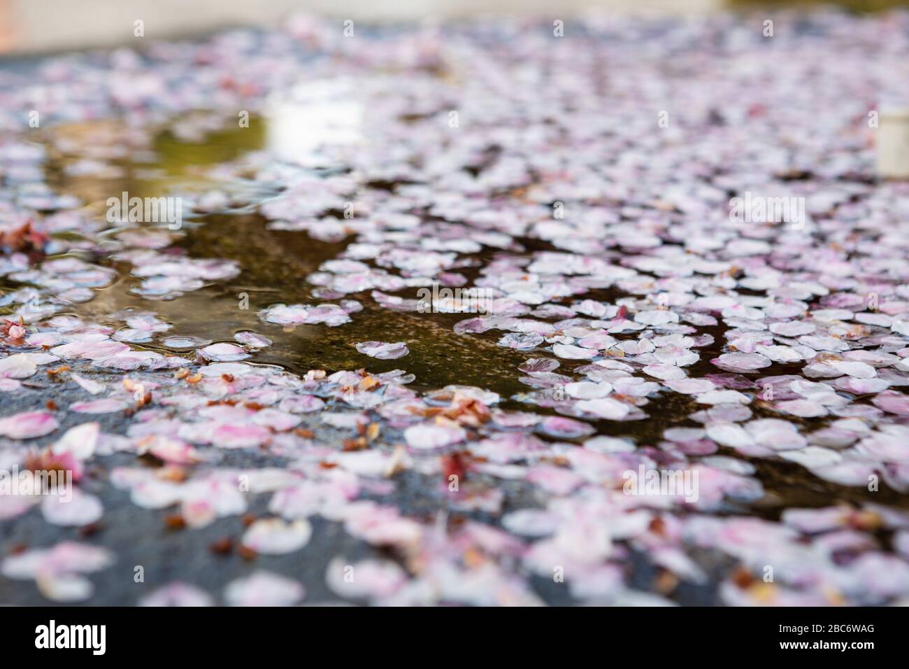 Fallen cherry blossom (sakura) petals floating on a pool of water Stock ...