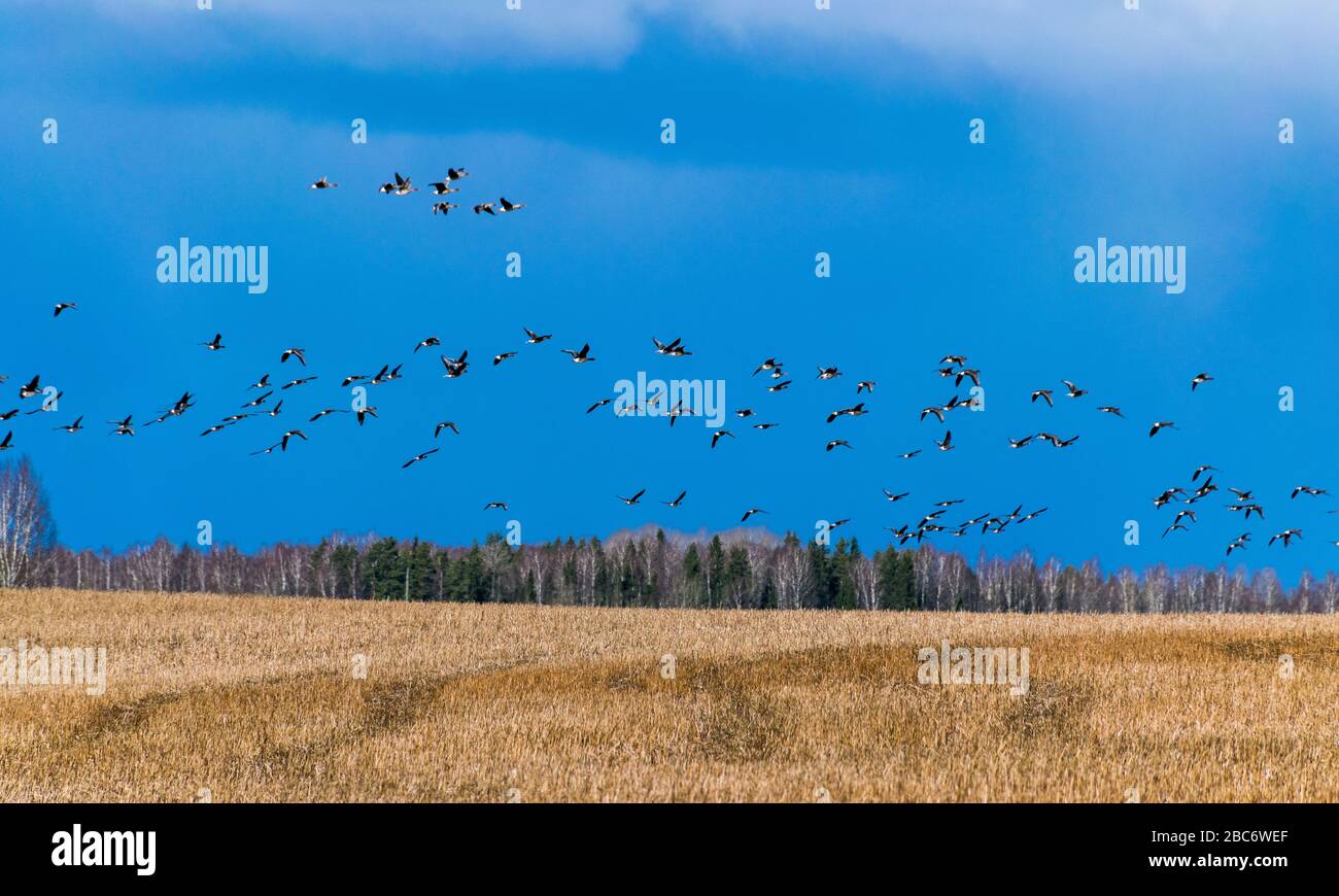 landscape with goose barn in the field, agricultural fields with fresh ...