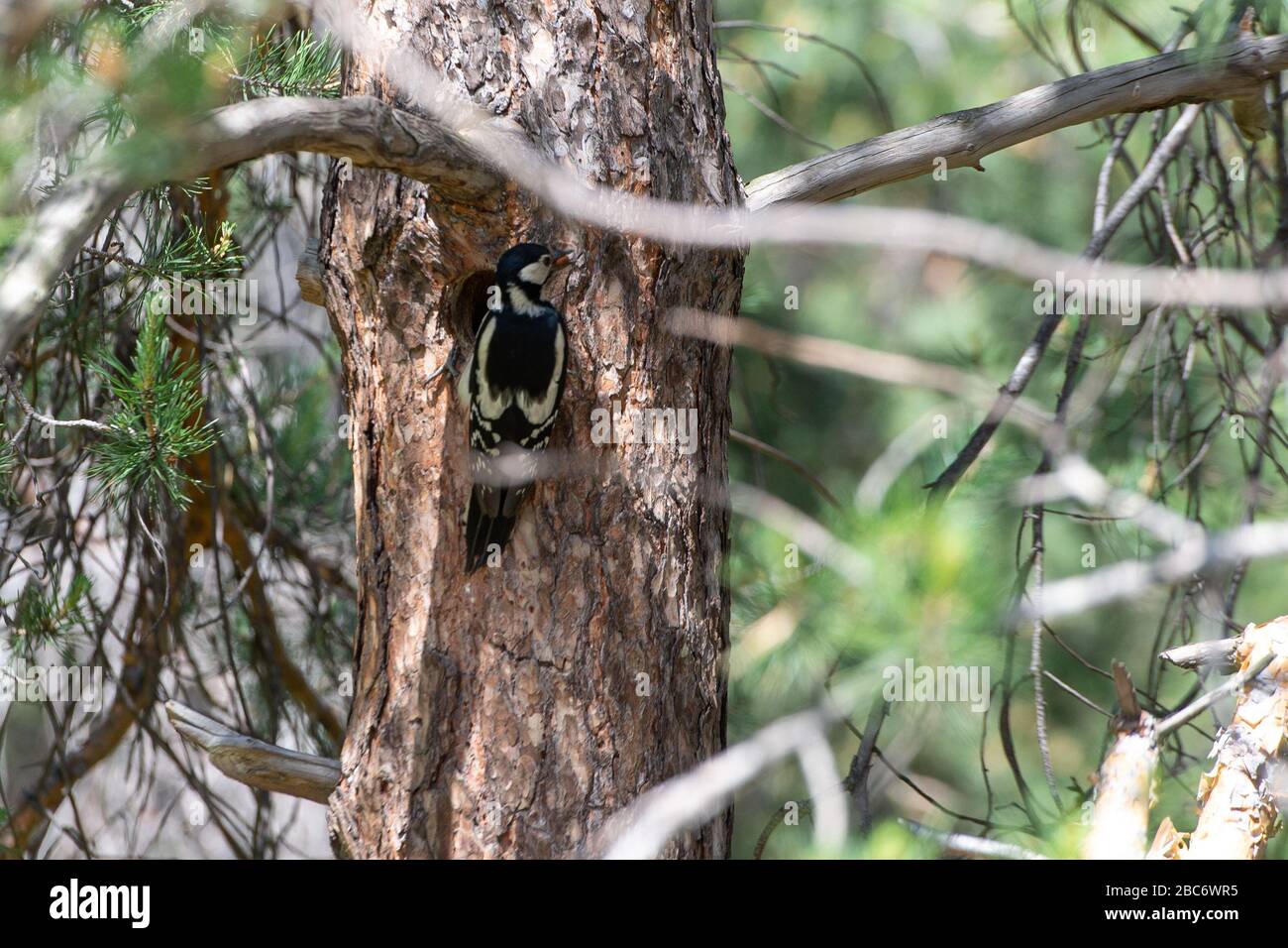 Tree trunk legs hi-res stock photography and images - Alamy