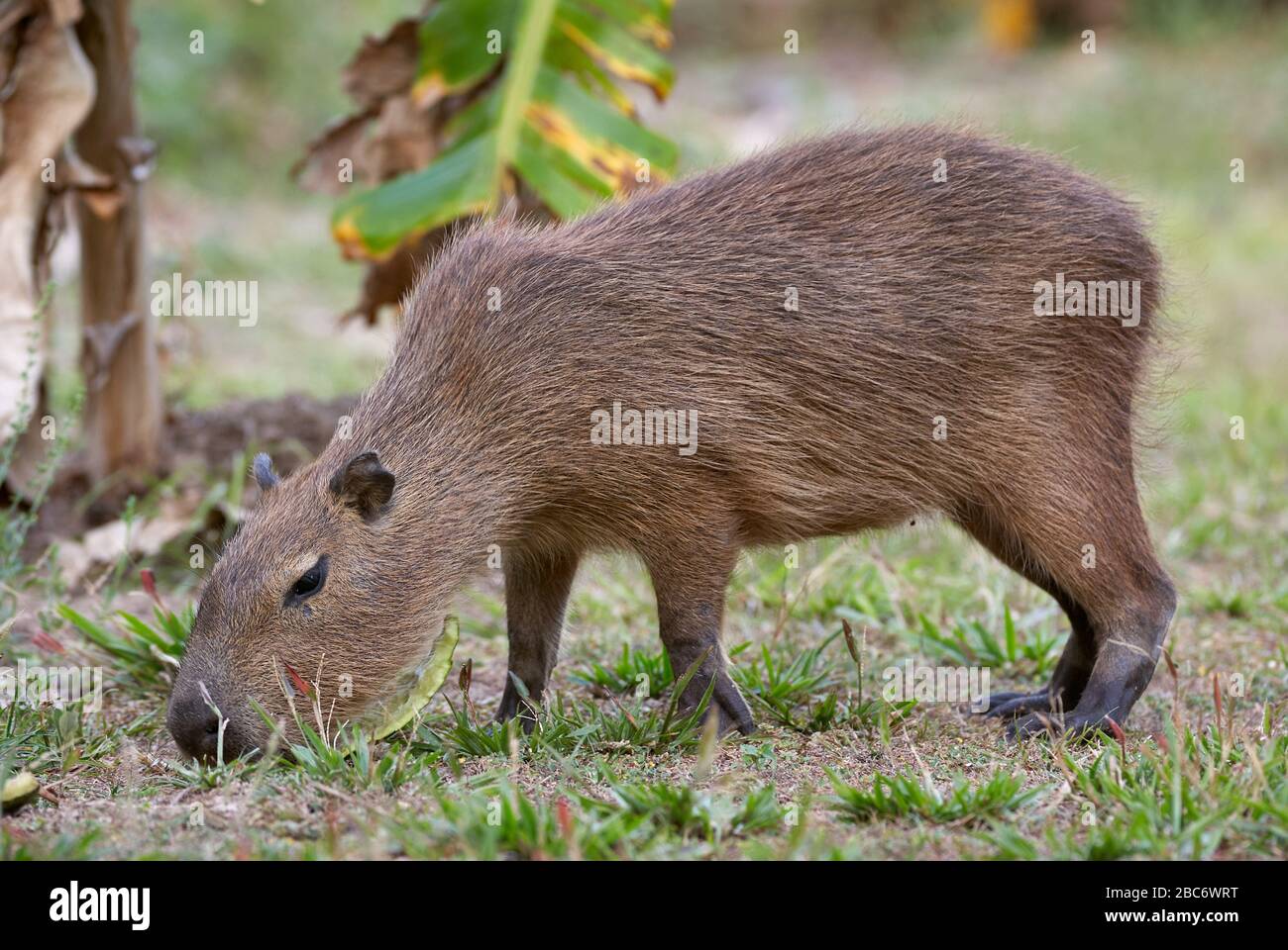 Capybara, Hydrochoerus hydrochaeris, LOS LLANOS, Venezuela, South ...