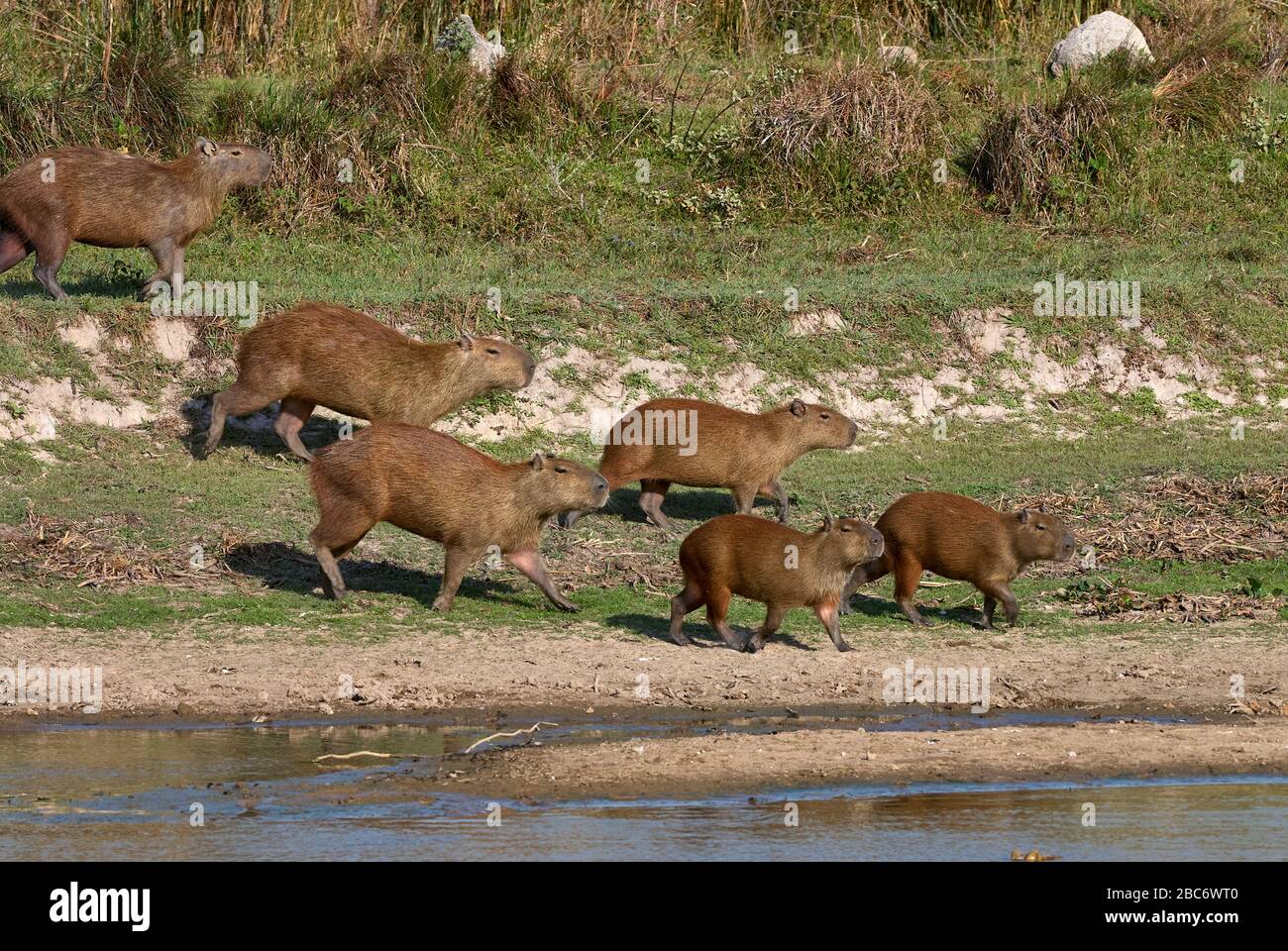 Capybara, Hydrochoerus hydrochaeris, family with cubs in sunset, LOS ...