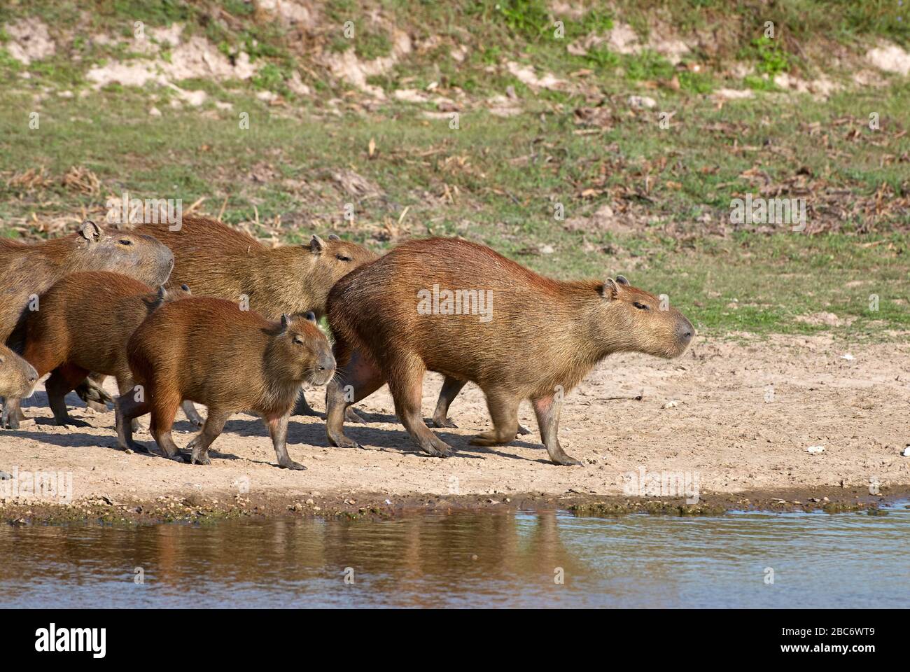 Capybara, Hydrochoerus hydrochaeris, family with cubs in sunset, LOS ...